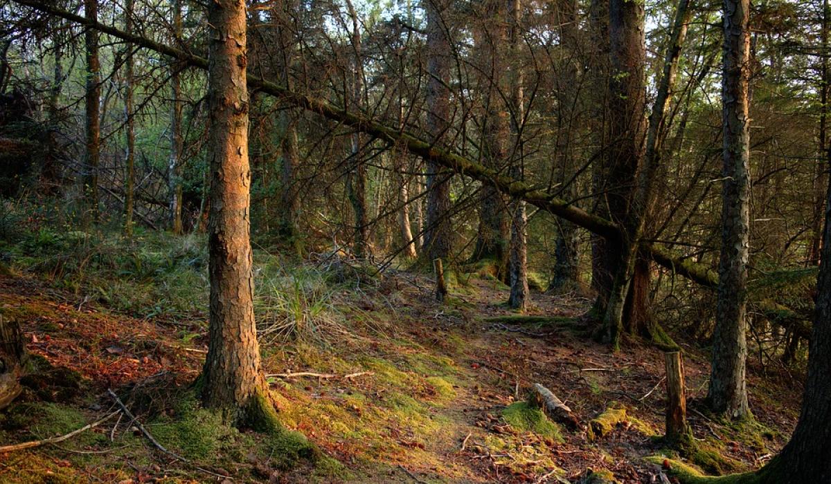 Thirty-four hectares of land were afforested in Louth last year - Louth ...