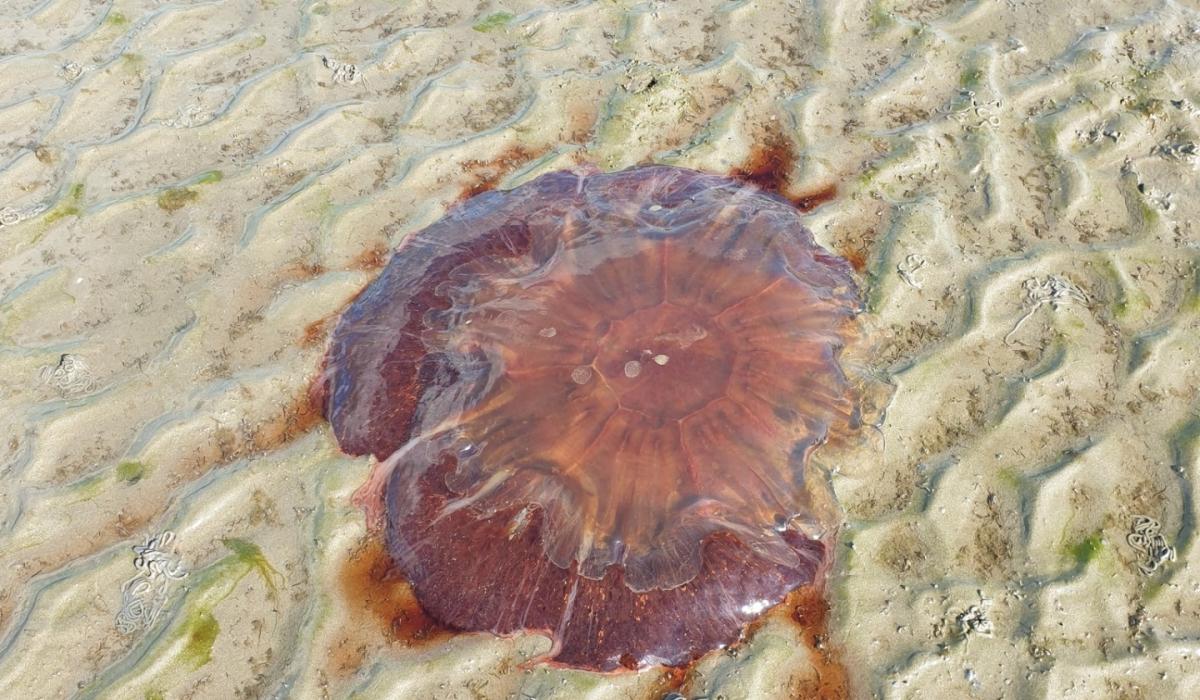 are lion's mane jellyfish dangerous