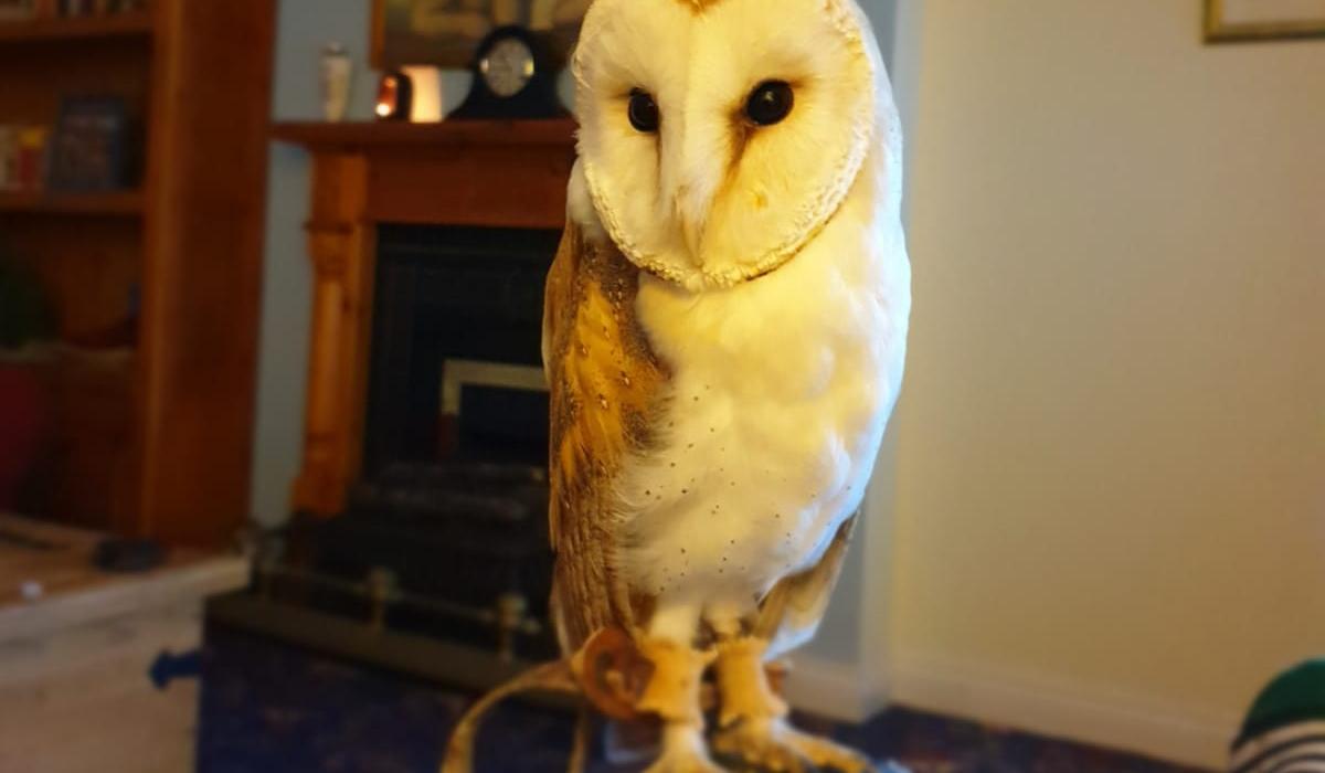 Appeal issued to help find missing barn owl in Dundalk - Louth Live