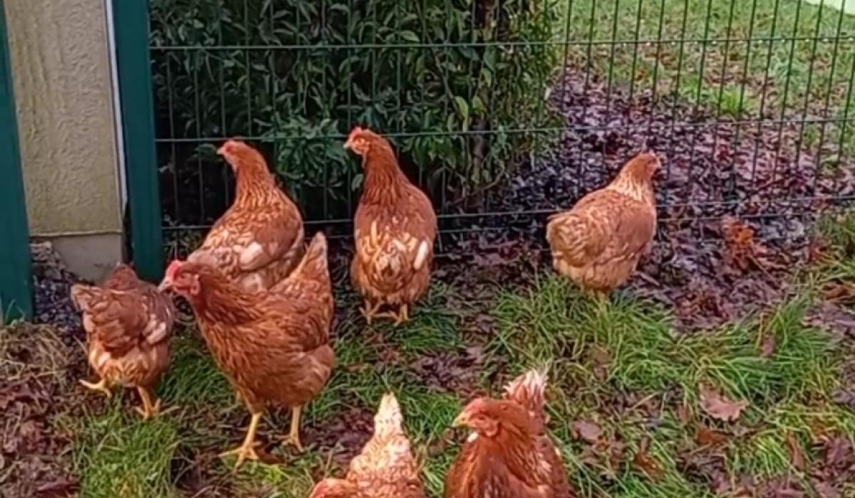 Hens and paper at the ready: hens take up residence in Dundalk school ...
