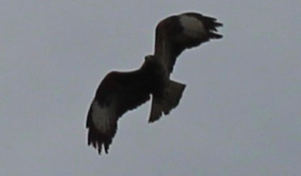 Birdwatching: Ravensdale runners urged to be cautious after buzzard ...