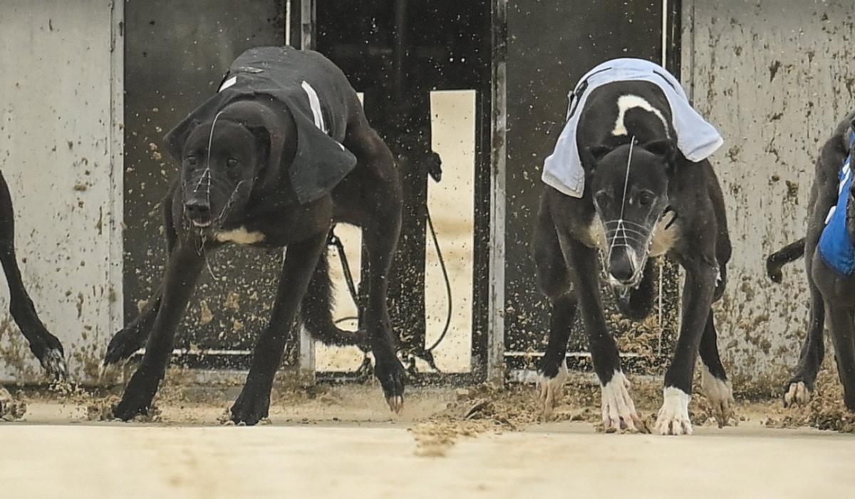 This week's greyhound racing results from Dundalk Stadium - Louth Live