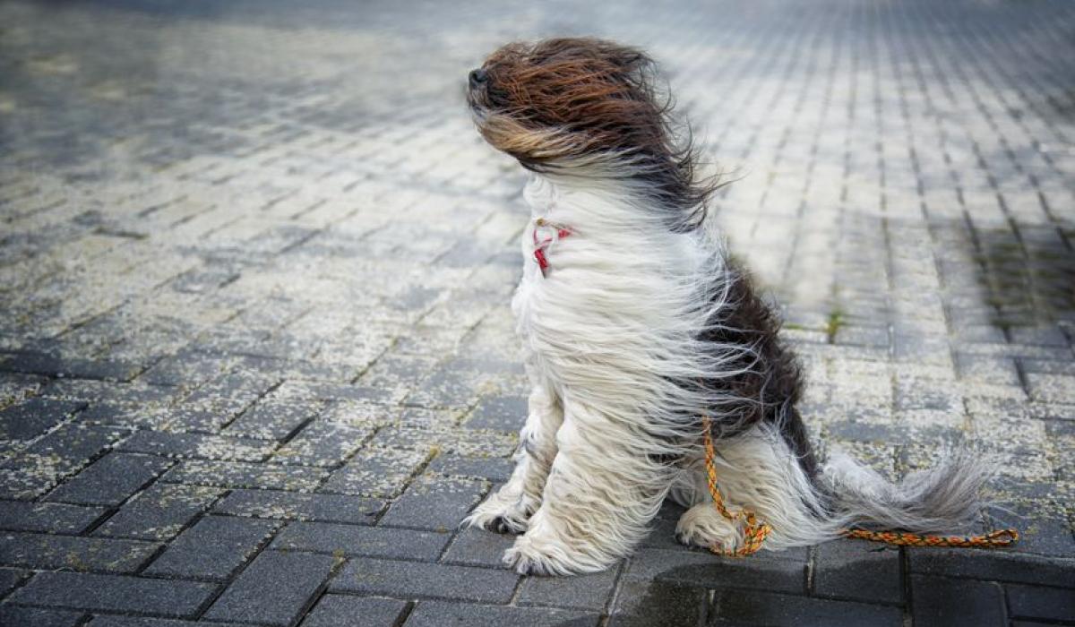 Louth Weather: Bright and breezy day - Louth Live