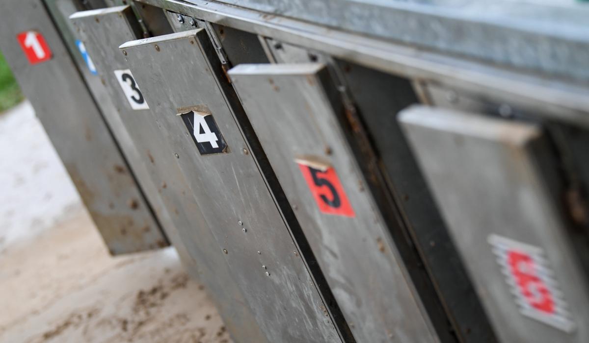 The latest greyhound racing results from Dundalk Stadium - Louth Live