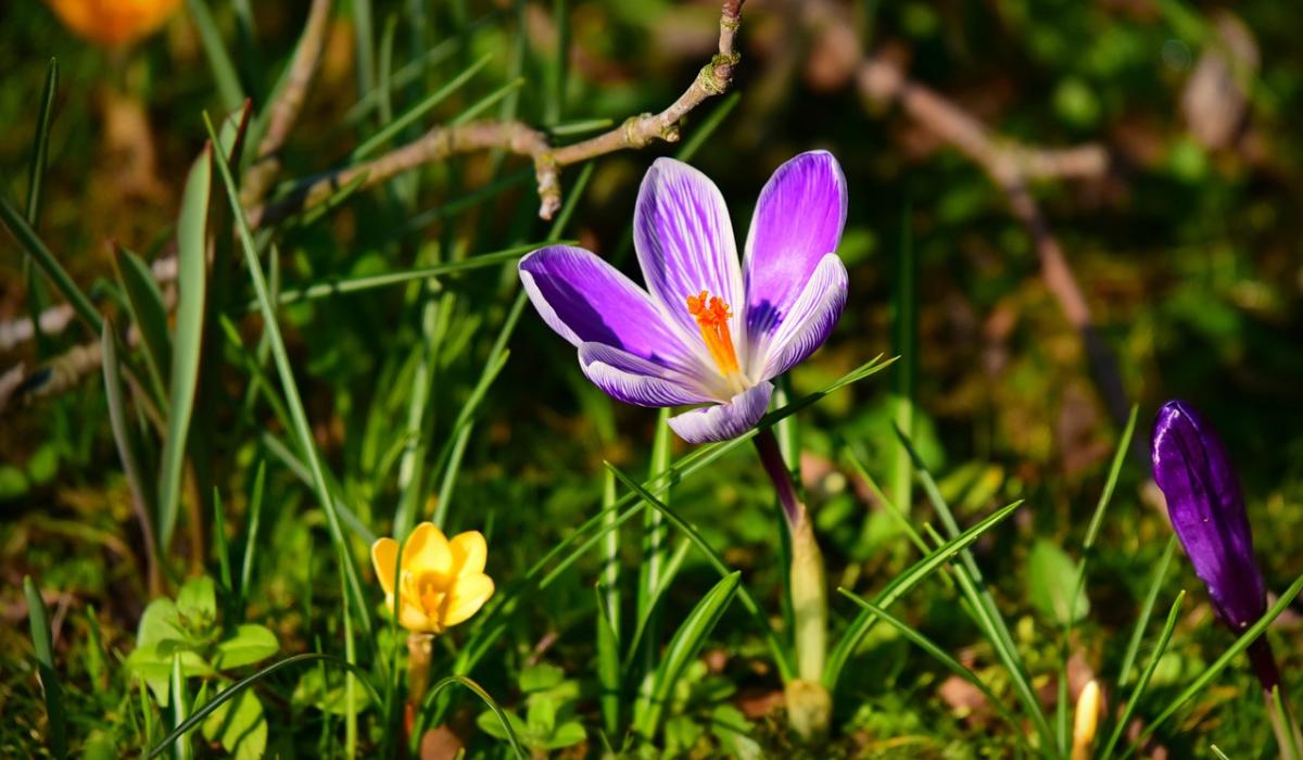 POLL: Irish people clash over the first day of spring - Is it today or ...