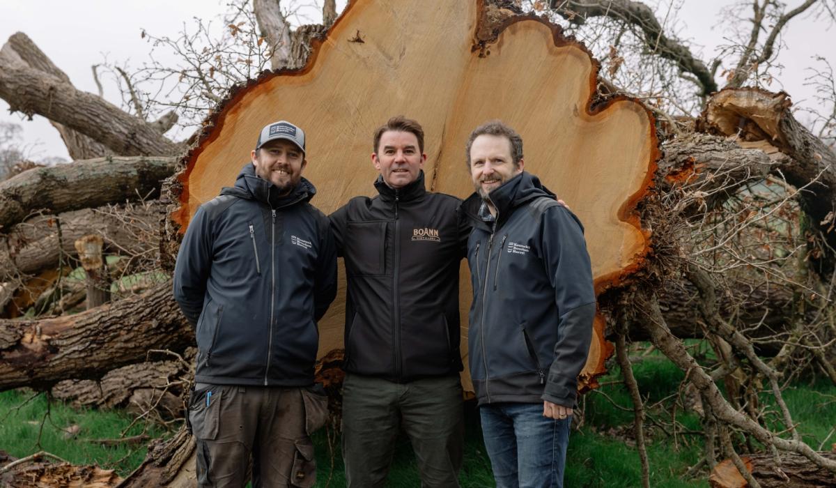 Louth based distillery to turn storm-felled oak into rare whiskey casks ...