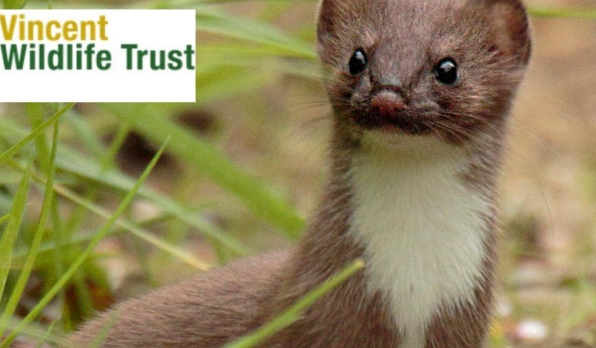 Have you seen an Irish stoat in Louth? - Researchers need your help ...