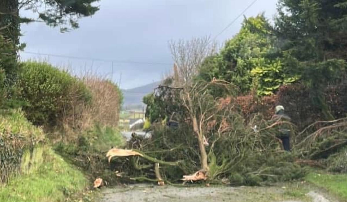 ALERT: Trees down across Louth due to Storm Éowyn - Louth Live