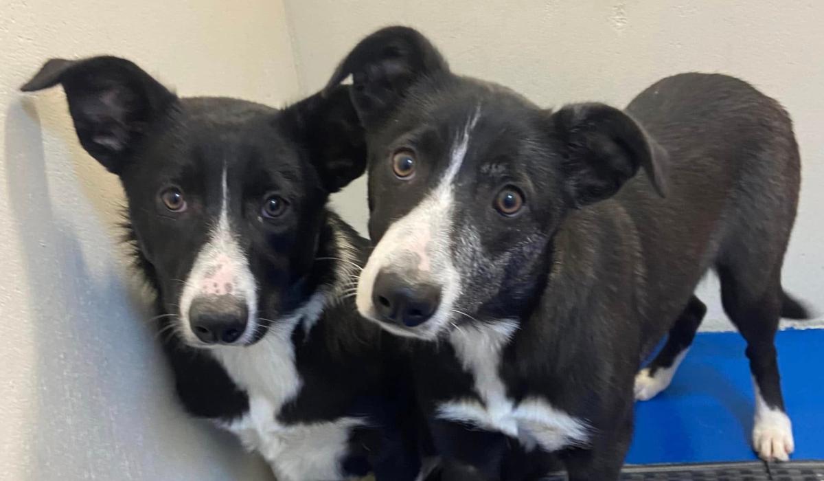 Dundalk Dog Rescue fundraiser quiz will take place this weekend - Louth ...