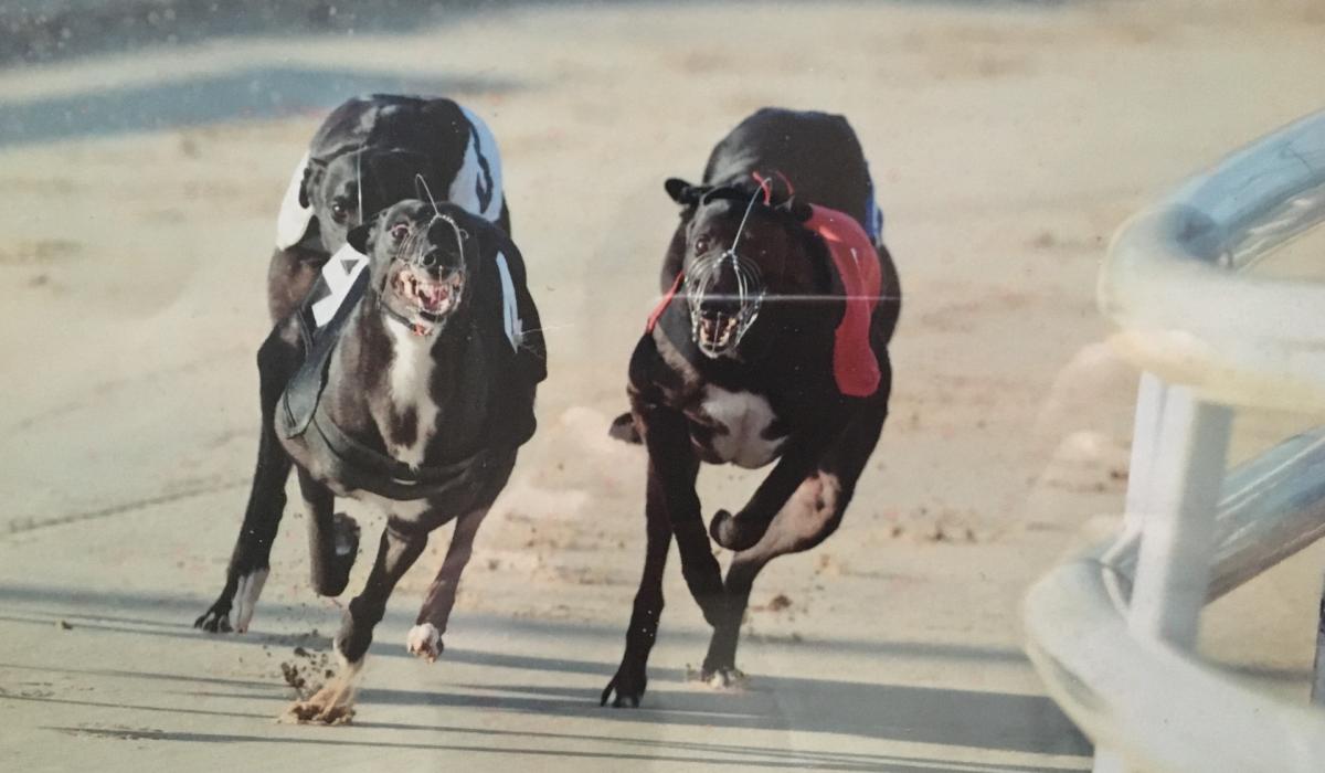Inside Track: Greyhound racing has brought pleasure to countless ...