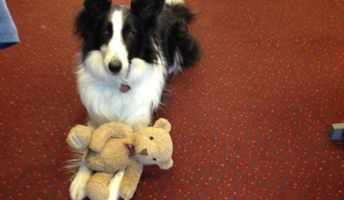 Dundalk Dog Rescue fundraiser - Louth Live