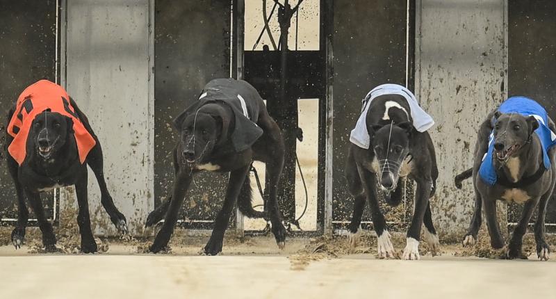 This week's greyhound racing results from Dundalk Stadium - Louth Live