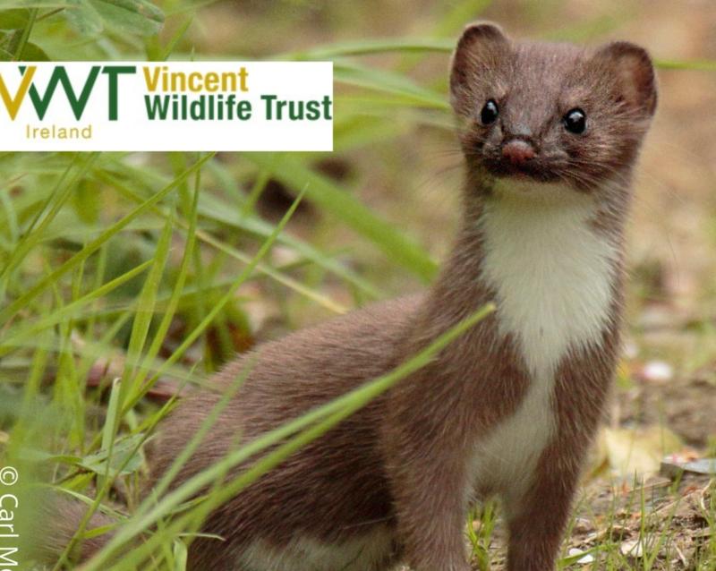 Have you seen an Irish stoat in Louth? - Researchers need your help ...