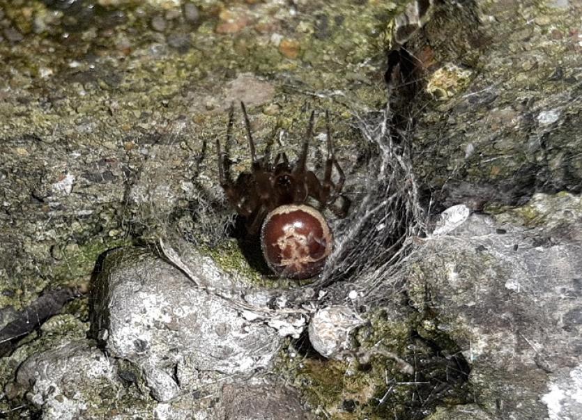 Irish False Widow spider bite nastier than previously thought - Dundalk ...