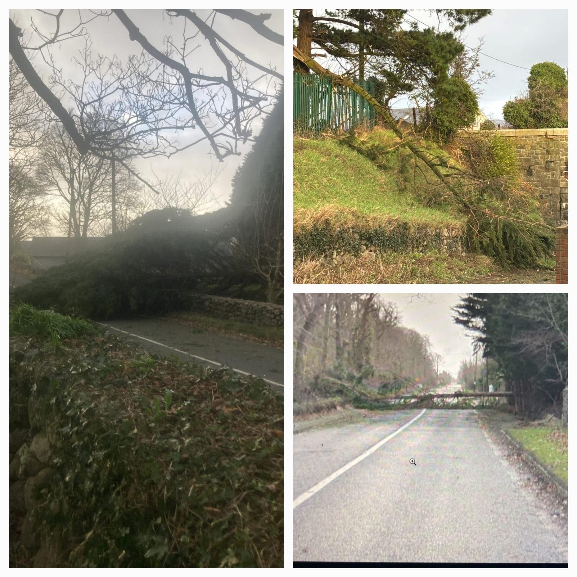 PICTURES: Scenes of destruction across Louth caused by Storm Éowyn ...